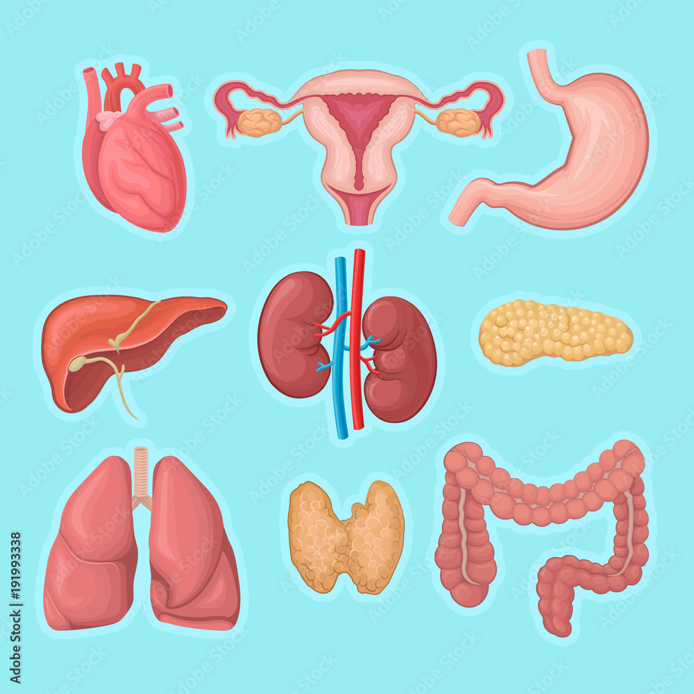Human internal organs. Heart, female reproductive system, stomach ...