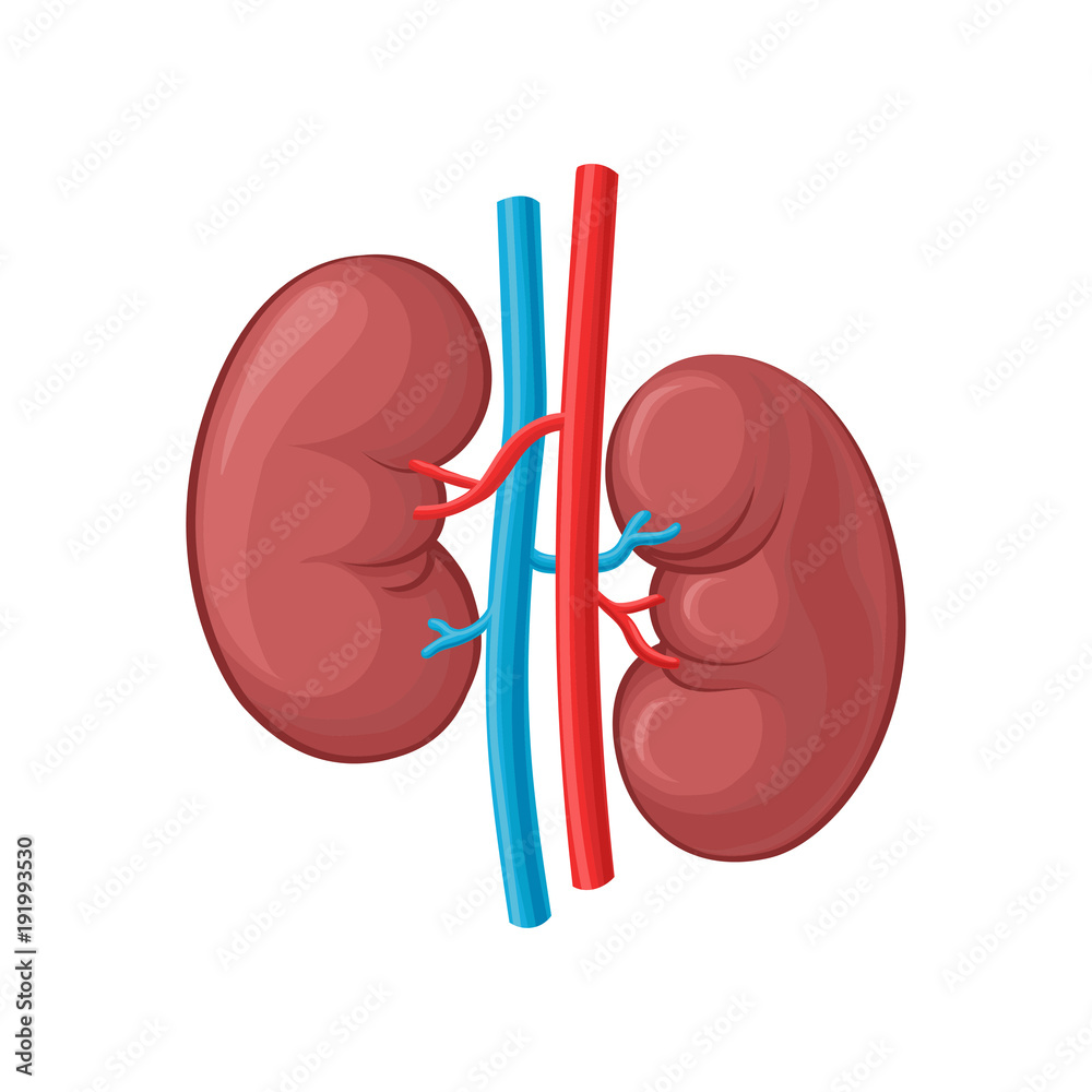 Illustration of left and right kidney. Human internal organ. Concept of ...