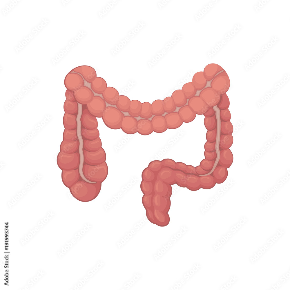 Illustration of large intestine. Organ of digestive system. Human ...