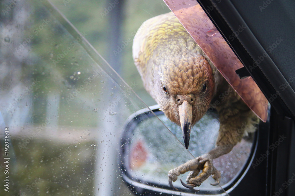 Native New Zealand Kea bird sitting on car mirror and trying to break ...