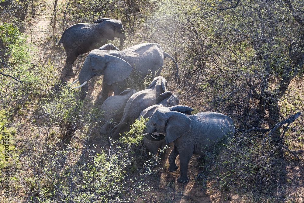 Elephant Aerial View