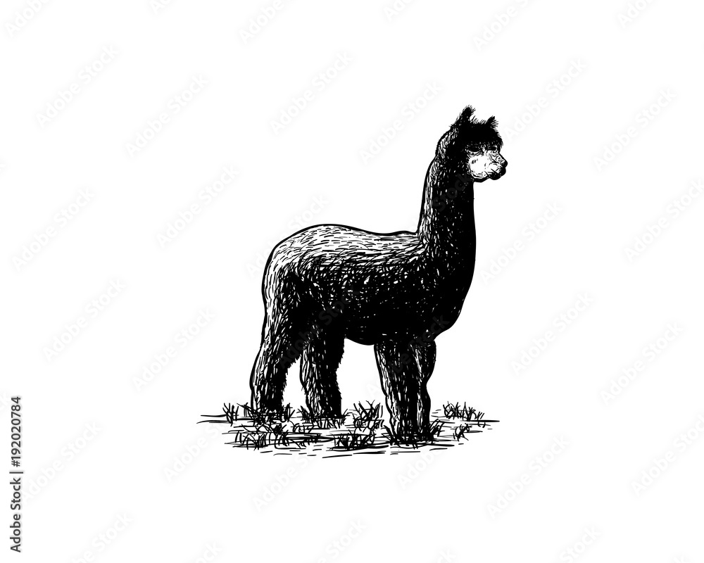 Alpaca Illustration Hand Drawing Animal Logo Vector Stock Vector ...