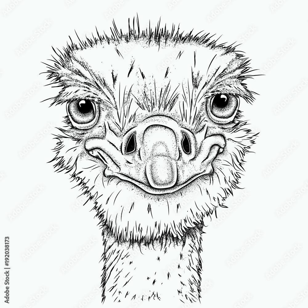 Ostrich Face Drawing