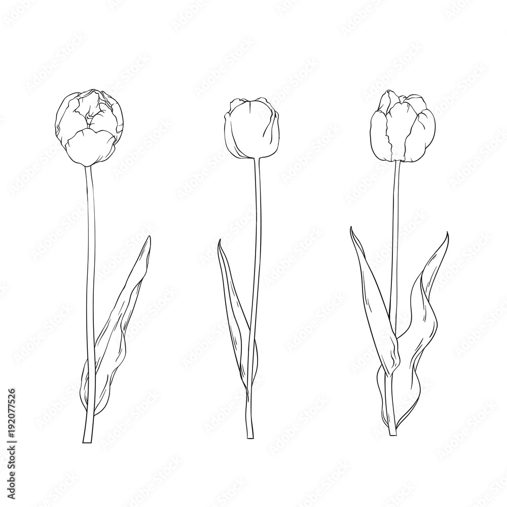 Three open tulips in line art style. Hand drawn sketch of flowers ...