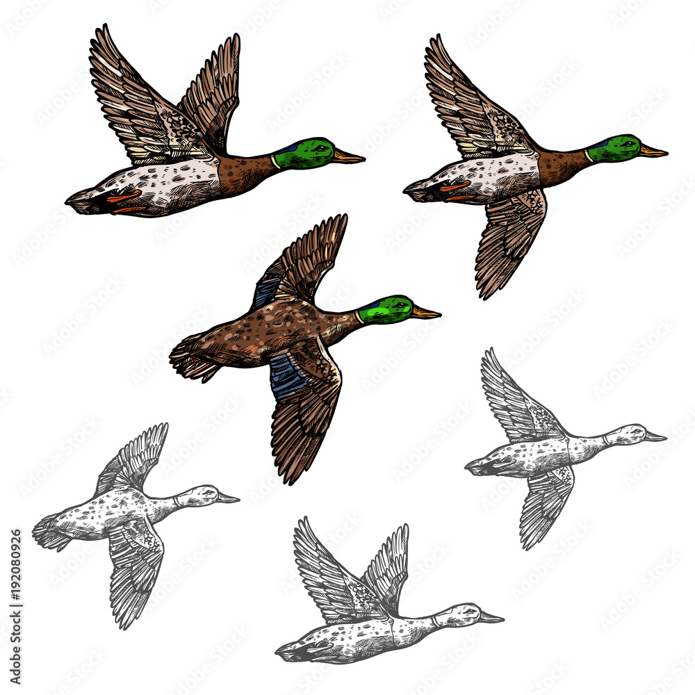 Mallard duck vector sketch wild bird icon Stock Vector | Adobe Stock