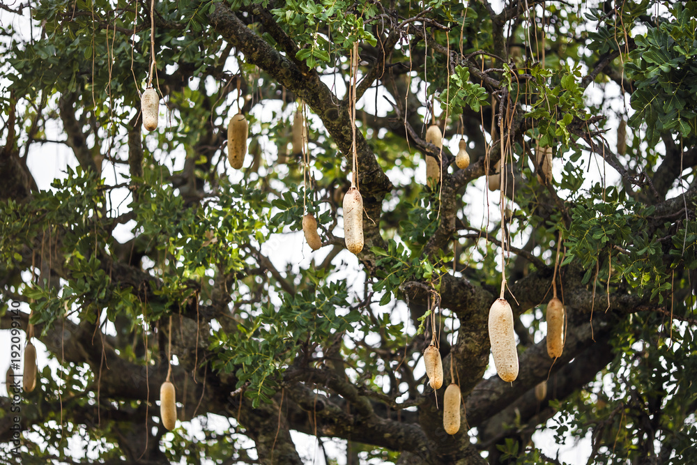 Sausage Tree In The Rainforest