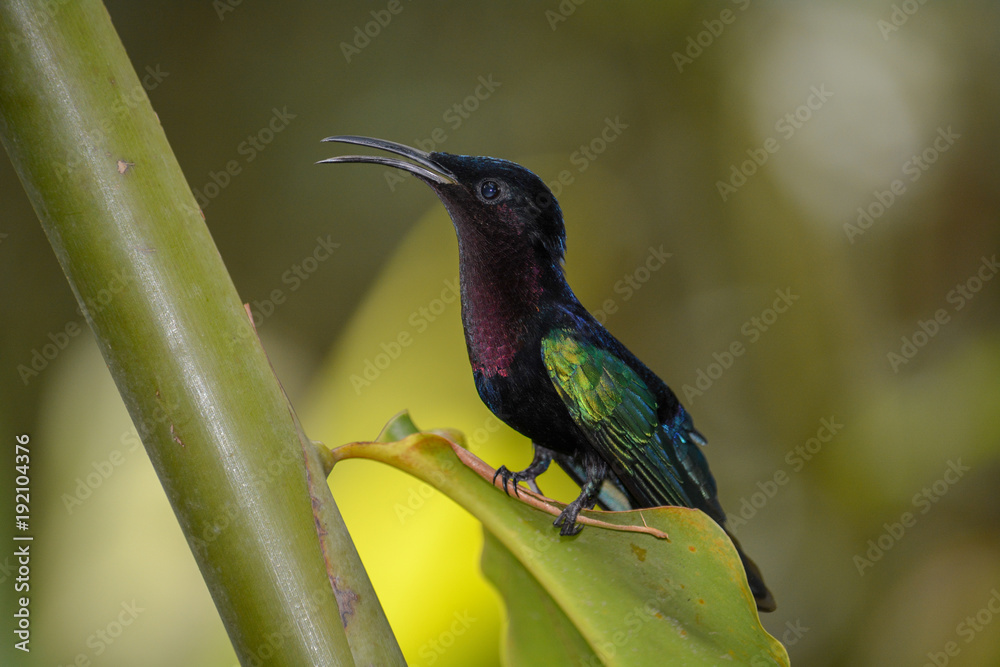 Colibri de Martinique Stock Photo | Adobe Stock