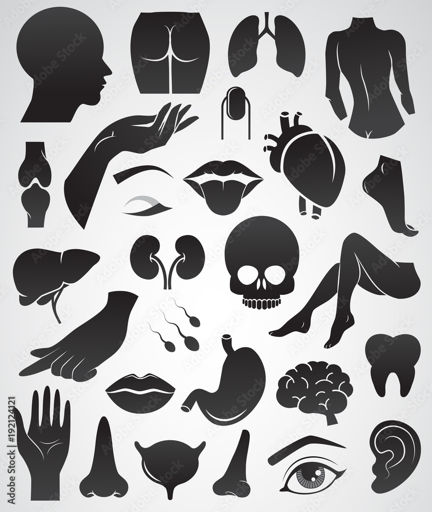 Human body parts vector icon. Stock Vector | Adobe Stock
