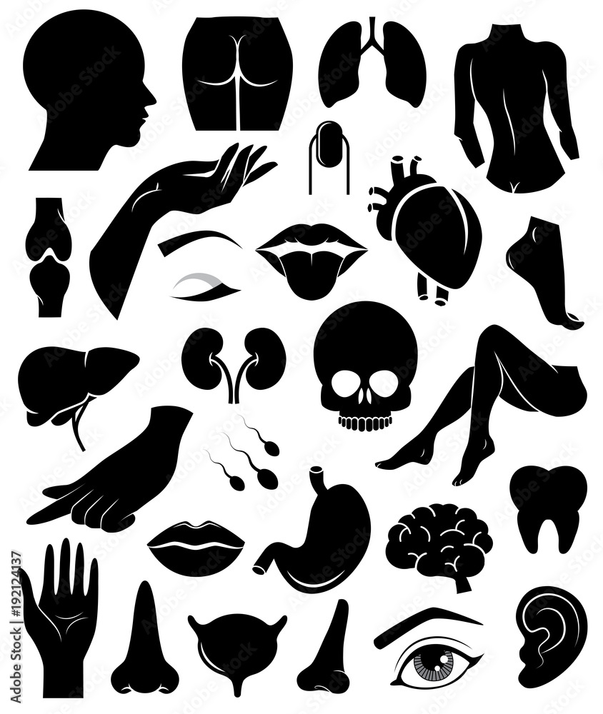 Human body, anatomy vector icon set. Stock Vector | Adobe Stock