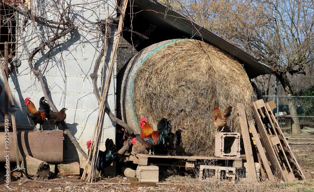 Roosters and hens roam free in the courtyard of a farm, next to a hay ...