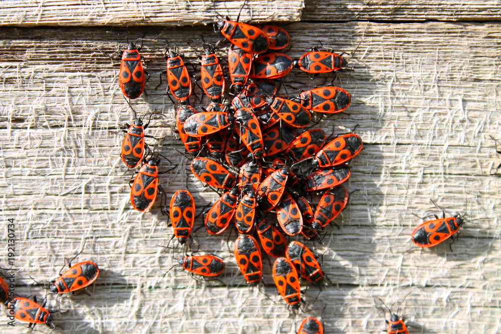 Red soldier bug with black dots on wooden background. Bunch of red ...