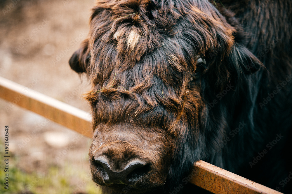 Closeup artistic portrait of primal ancient beast muzzle. Furry and ...