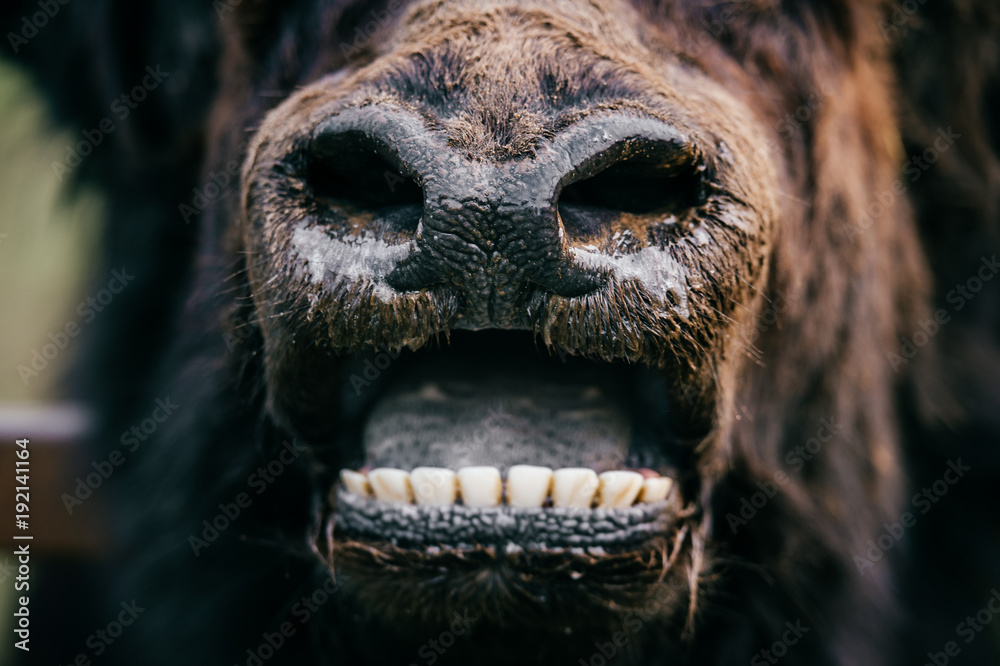 Foto de Scary angry dangerous terrible monster beast closeup portrait. Unrecognizable animal ...