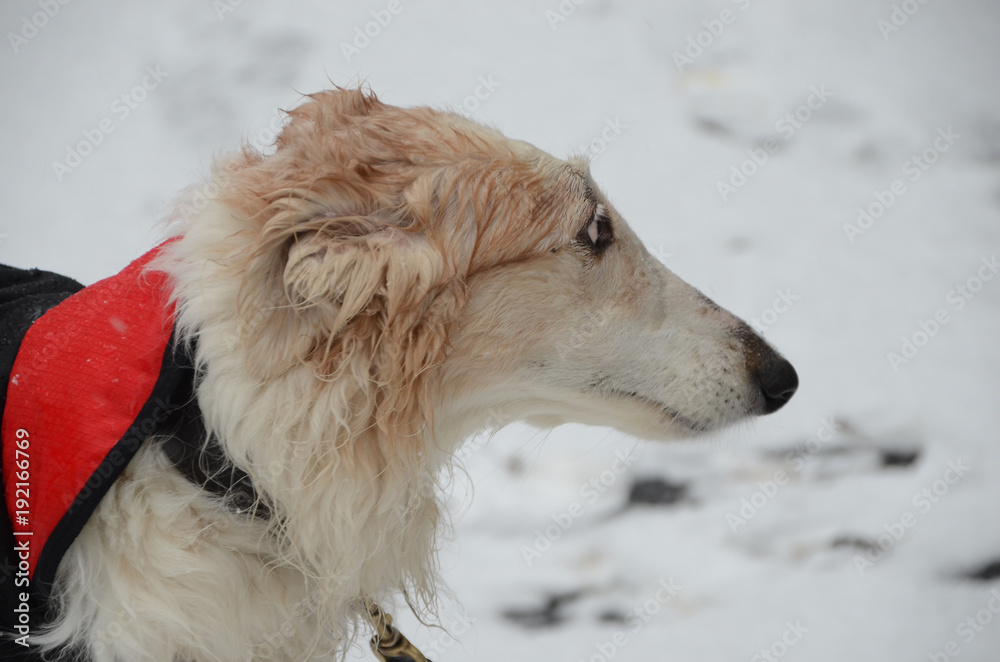Side view of a Borzoi dog's face in a snowy ambient. Stock Photo ...