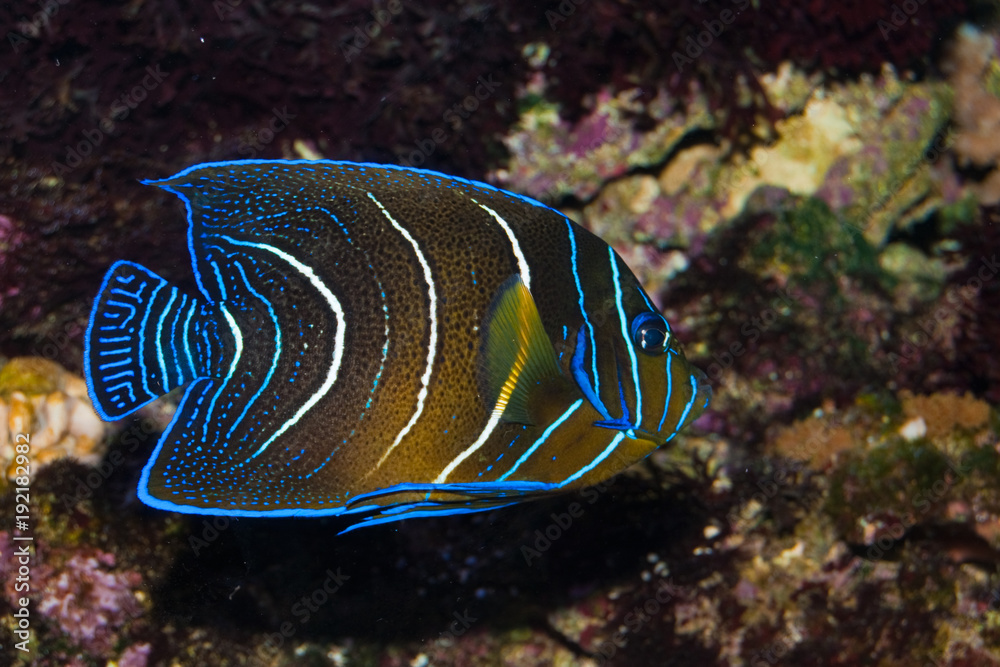 Koran Angelfish In Aquarium