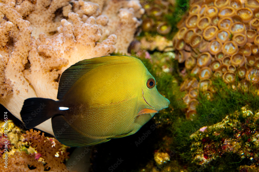Scopas Tang in Aquarium Stock Photo | Adobe Stock