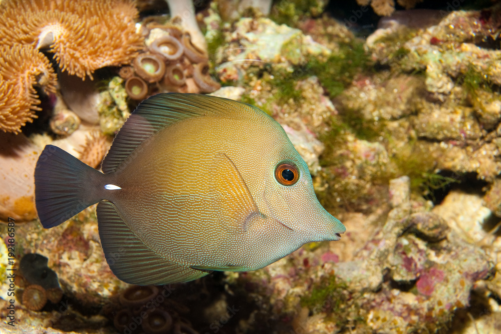 Scopas Tang in Aquarium Stock Photo | Adobe Stock