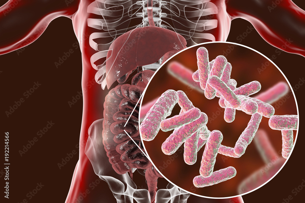 Intestinal microbiome, anatomy of human digestive system and close-up ...
