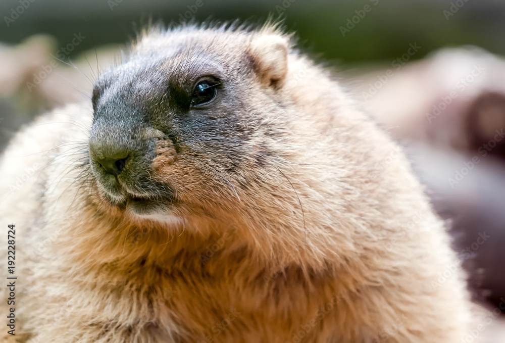 Funny Marmot