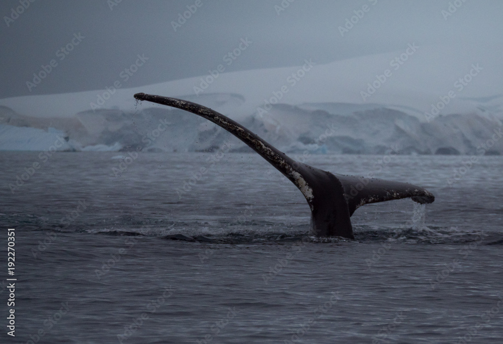 Humpback Tail with water pouring off into the dark gray water of the ...