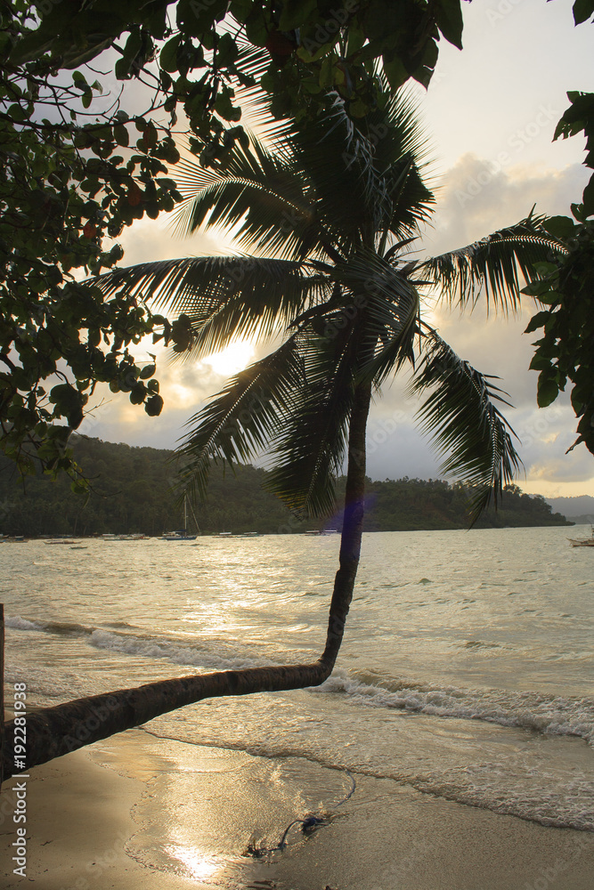 Beautiful palm tree on the beach in Port Barton. The island of Palawan ...