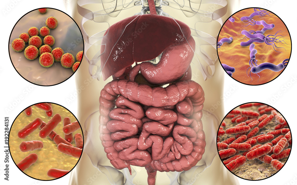 Intestinal microbiome, bacteria colonizing different parts of digestive ...