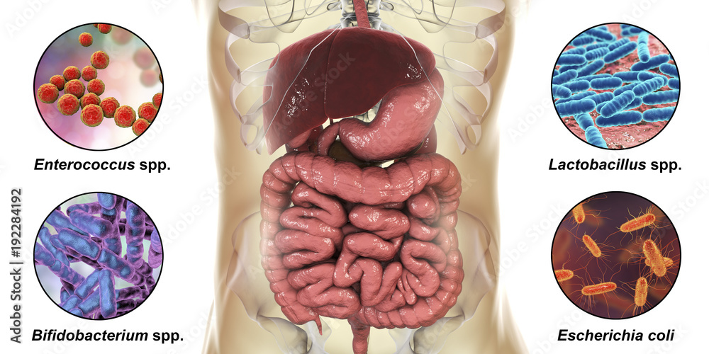 Intestinal microbiome, bacteria colonizing different parts of digestive ...
