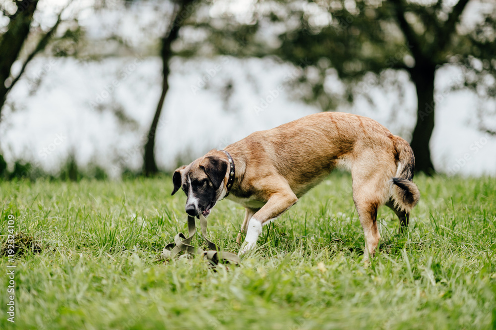 What Is The Fastest Domestic Dog