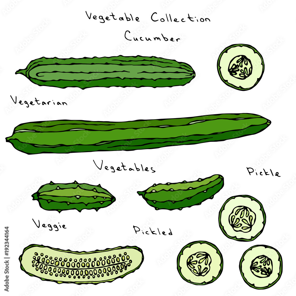 Vecteur Stock Cucumber Vector Illustration Set Long English Slicing ...