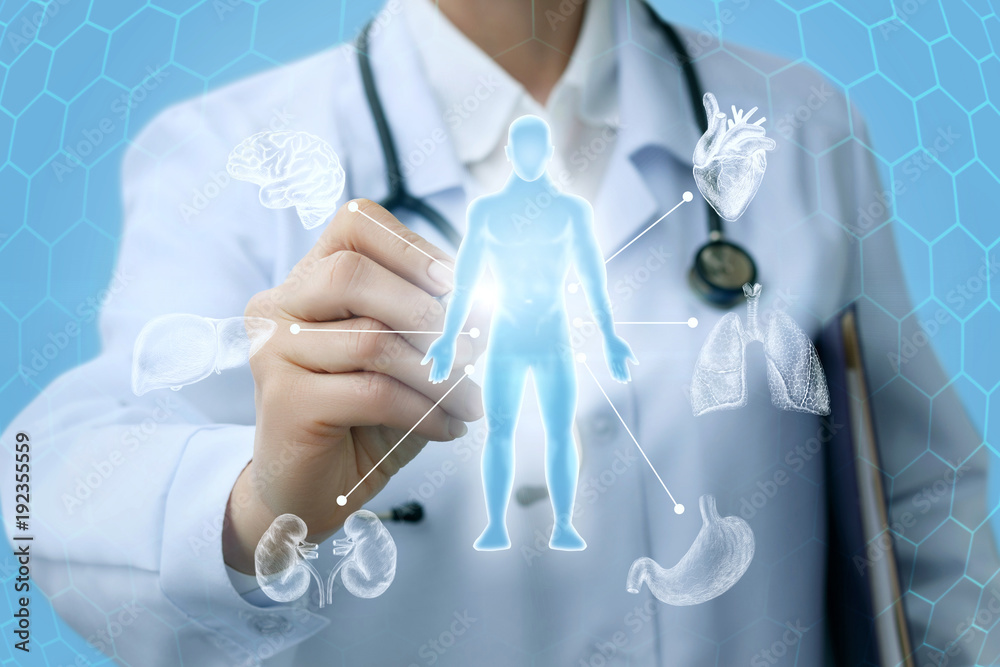 Doctor shows a hologram and the internal organs . Stock Photo | Adobe Stock