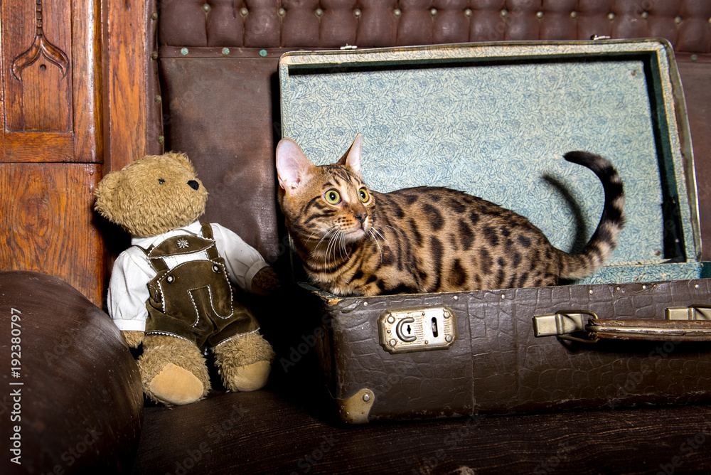 Cat in a Suitcase - Cat Laying Inside Travel Luggage - Bengal Cat Stock ...