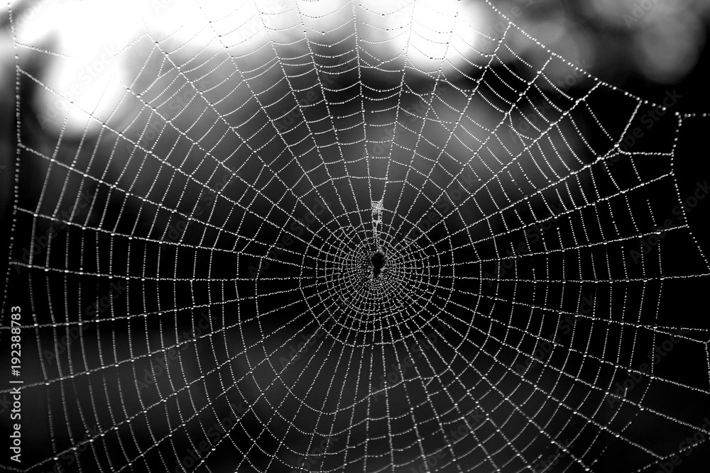 Wet Spider Web Stock Photo | Adobe Stock