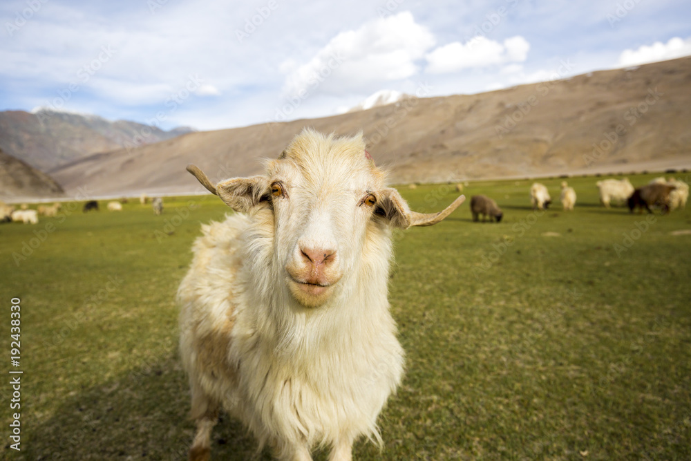 Pashmina Goat grazing - Chummatang - Ladakh India Stock Photo | Adobe Stock