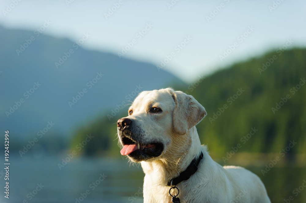 Yellow Lab Sitting Profile