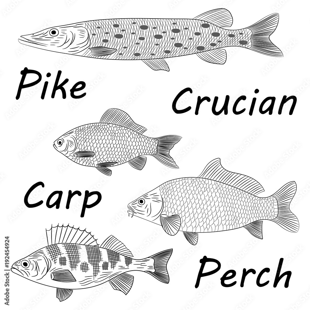 Drawing of a sketch of a river fish on a white background. Pike ...