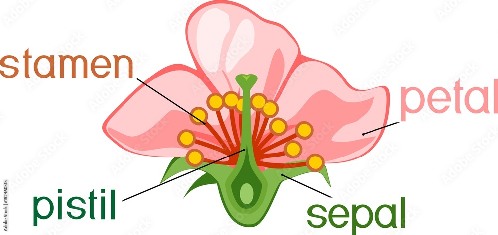 Parts of flower with titles. Cross section of typical angiosperm flower ...
