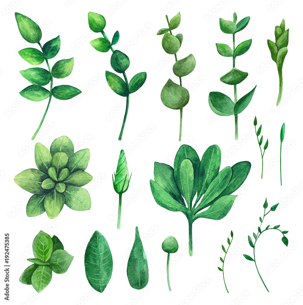 Watercolor green leaf. Nature clip art. Summer greenery clipart bundle ...