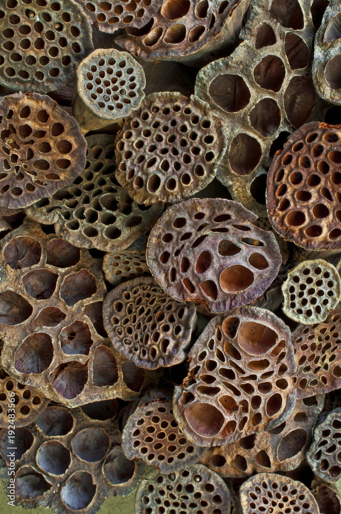 Dry Lotus Pod
