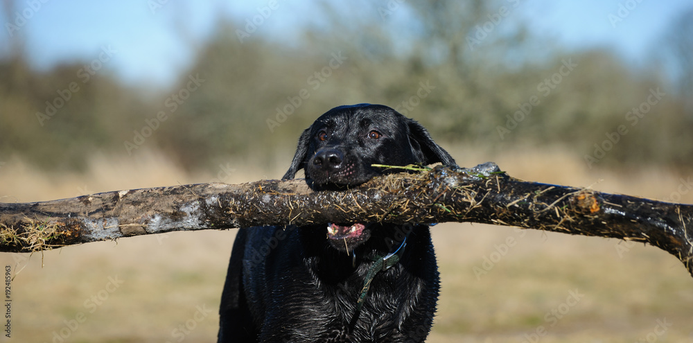 Black Labrador Retriever holding huge stick Stock Photo | Adobe Stock