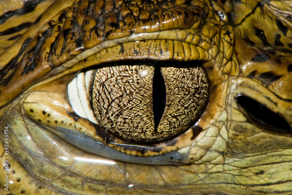 Cuvier's Dwarf Caiman Eye Stock Photo | Adobe Stock