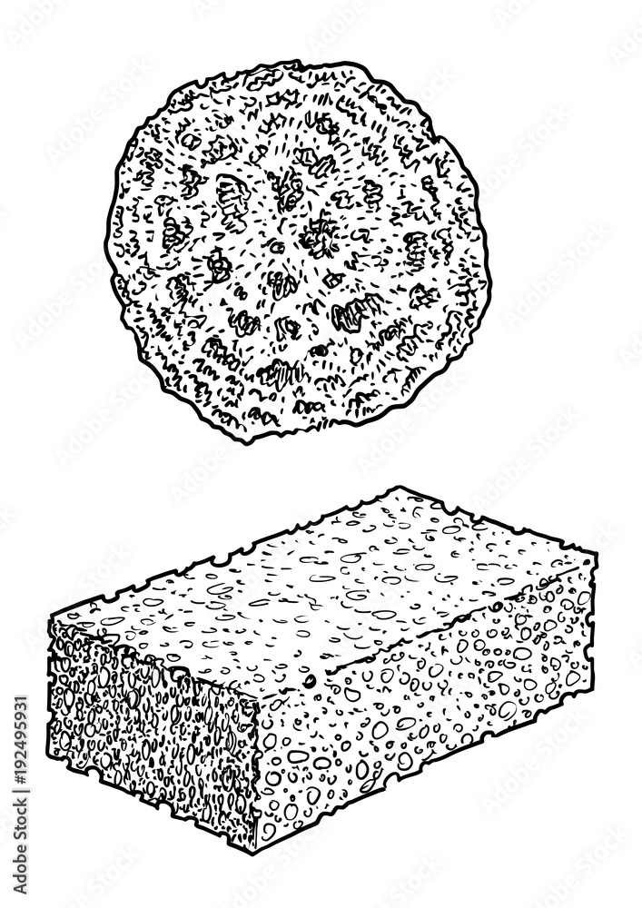 Sponges illustration, drawing, engraving, ink, line art, vector Stock ...