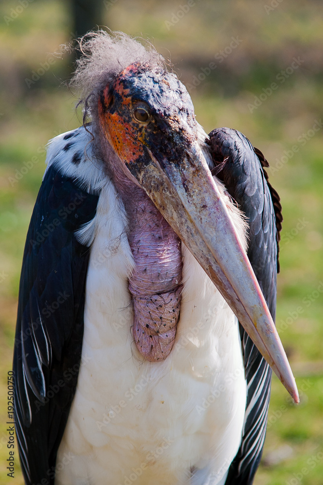 Marabou Strok (Leptoptilos crumeniferus) in safaripark Stock Photo ...