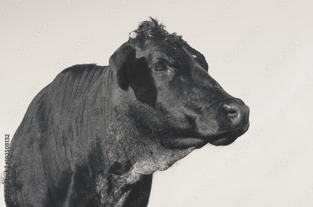 Cute black angus cow on ranch, takes side portrait of head. Agriculture ...