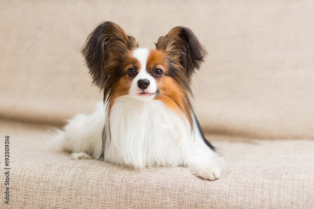 Foto de Papillon dog lying on the couch stretching his paws do Stock ...