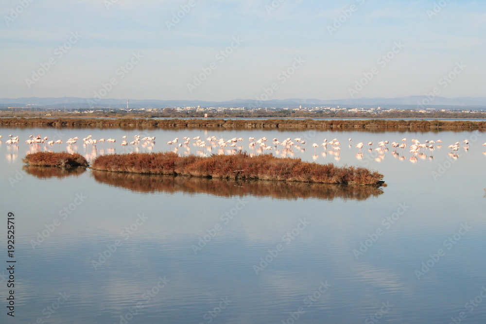 Flamants roses sur l'étang du Grec à Palavas les Flots, Hérault ...