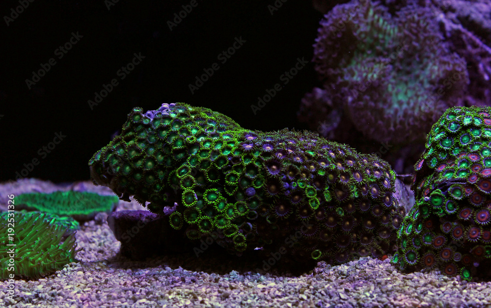 Zoas coral colony garden in coral reef aquarium tank Stock Photo ...