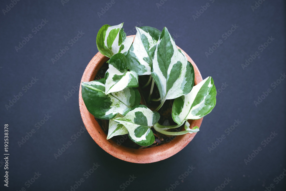 Golden pothos Plant in orange clay pot, Home and garden decoration of ...
