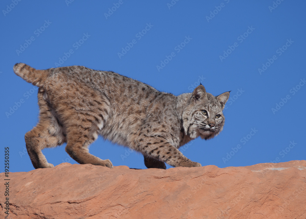 Desert Bobcat