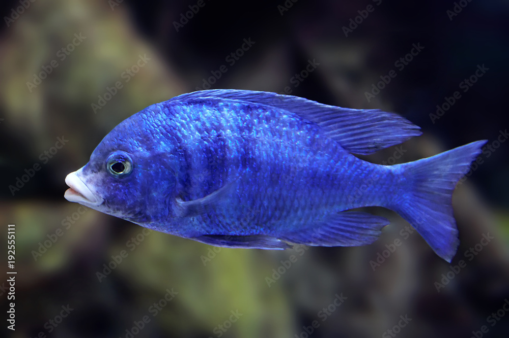 Placidochromis Phenochilus