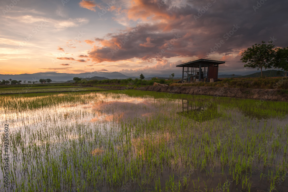 sunrise at rice paddy field at Kota Belud, Sabah Malaysia. Stock Photo ...
